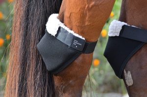 Hock Shield | The Solution to Hock Sores